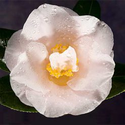 Growing Advice and Camellia Library - Camellias R Us