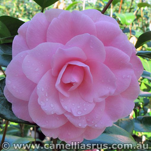 Camellias for sale - Camellias R Us