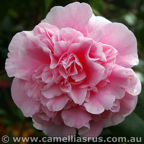 Camellias for sale - Camellias R Us