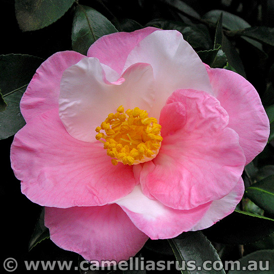 Camellias for sale - Camellias R Us