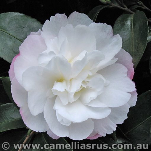 Camellias for sale - Camellias R Us