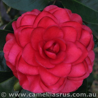 Camellias for sale - Camellias R Us