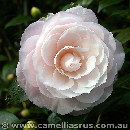 Camellias for sale - Camellias R Us
