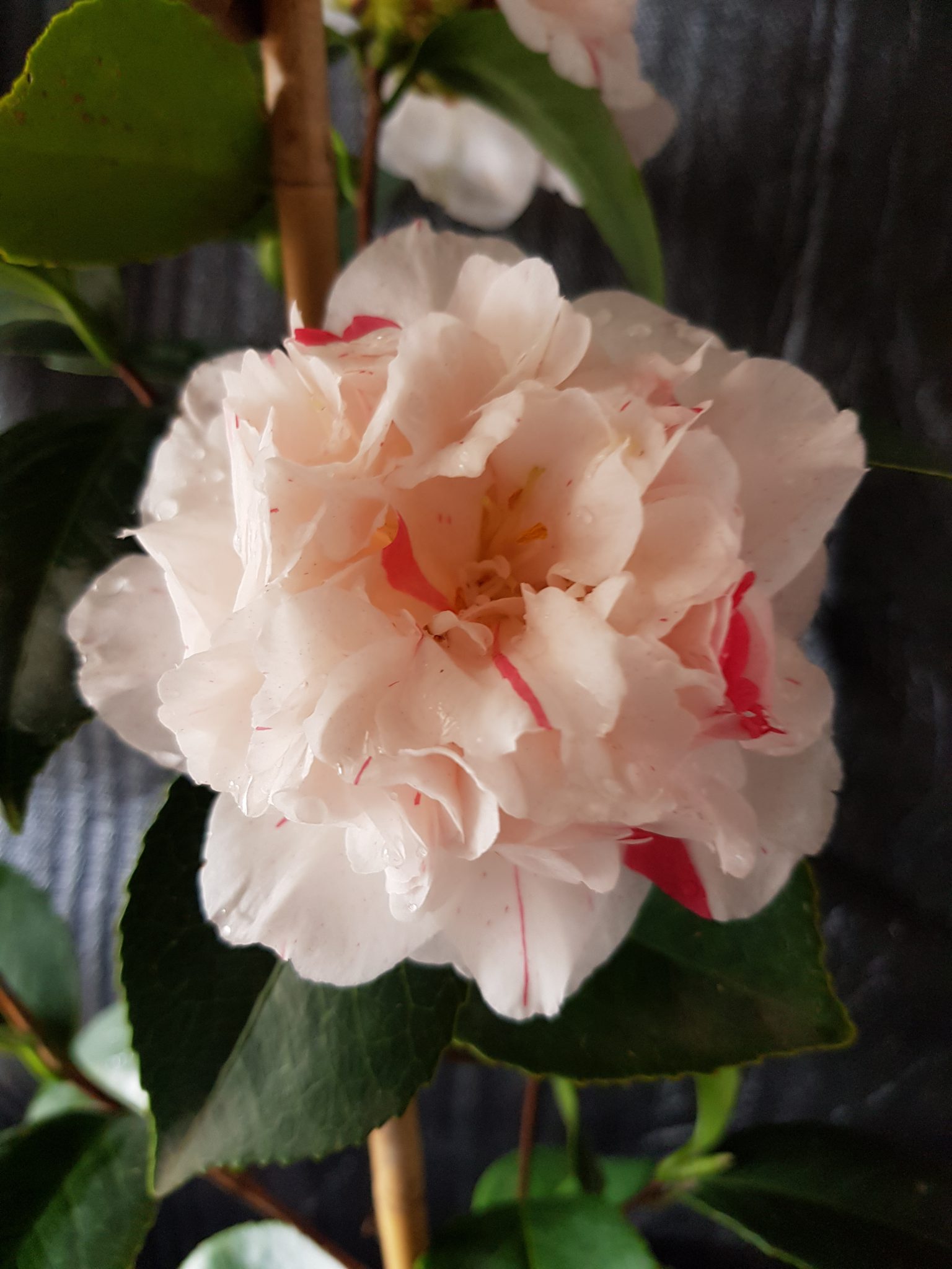 Rare Heritage & Collectables – Reticulatas – Camellias R Us
