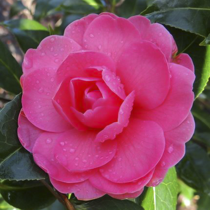 Camellias for sale - Camellias R Us