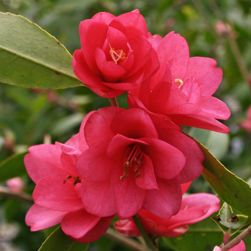 Camellias for sale - Camellias R Us