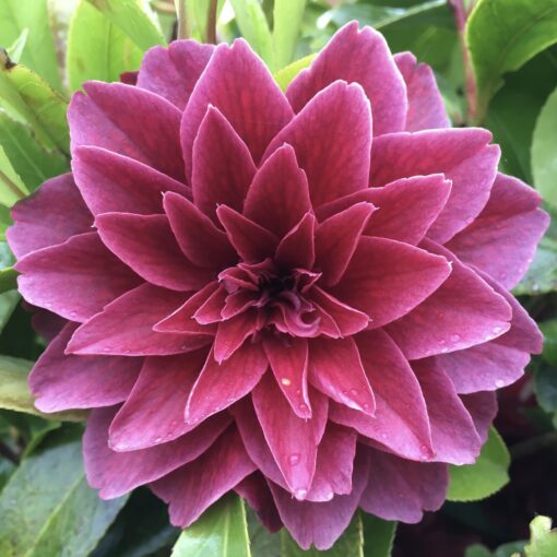 Rare Heritage & Collectables - Reticulatas Archives - Camellias R Us