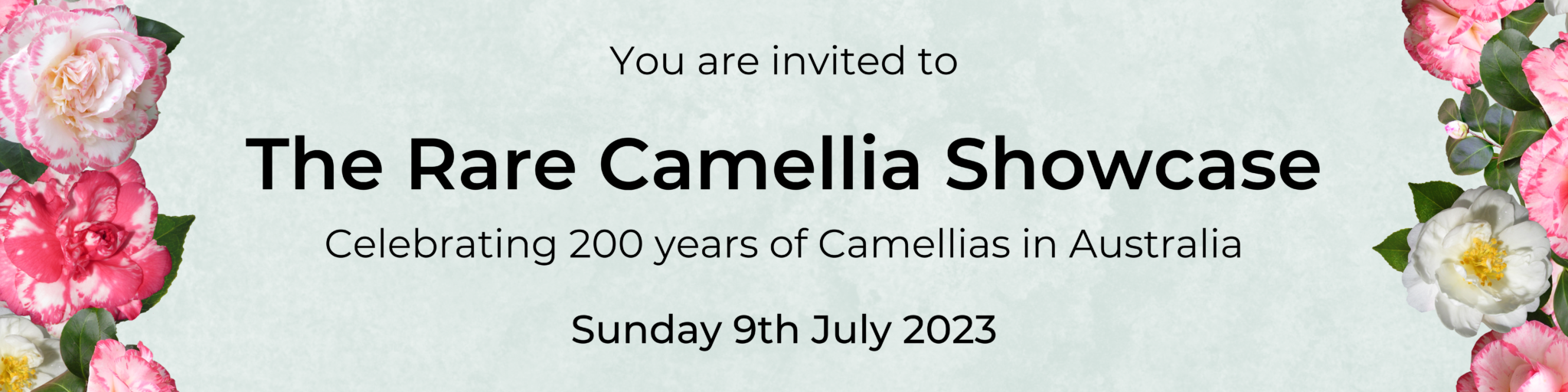 Camellias for sale - Camellias R Us