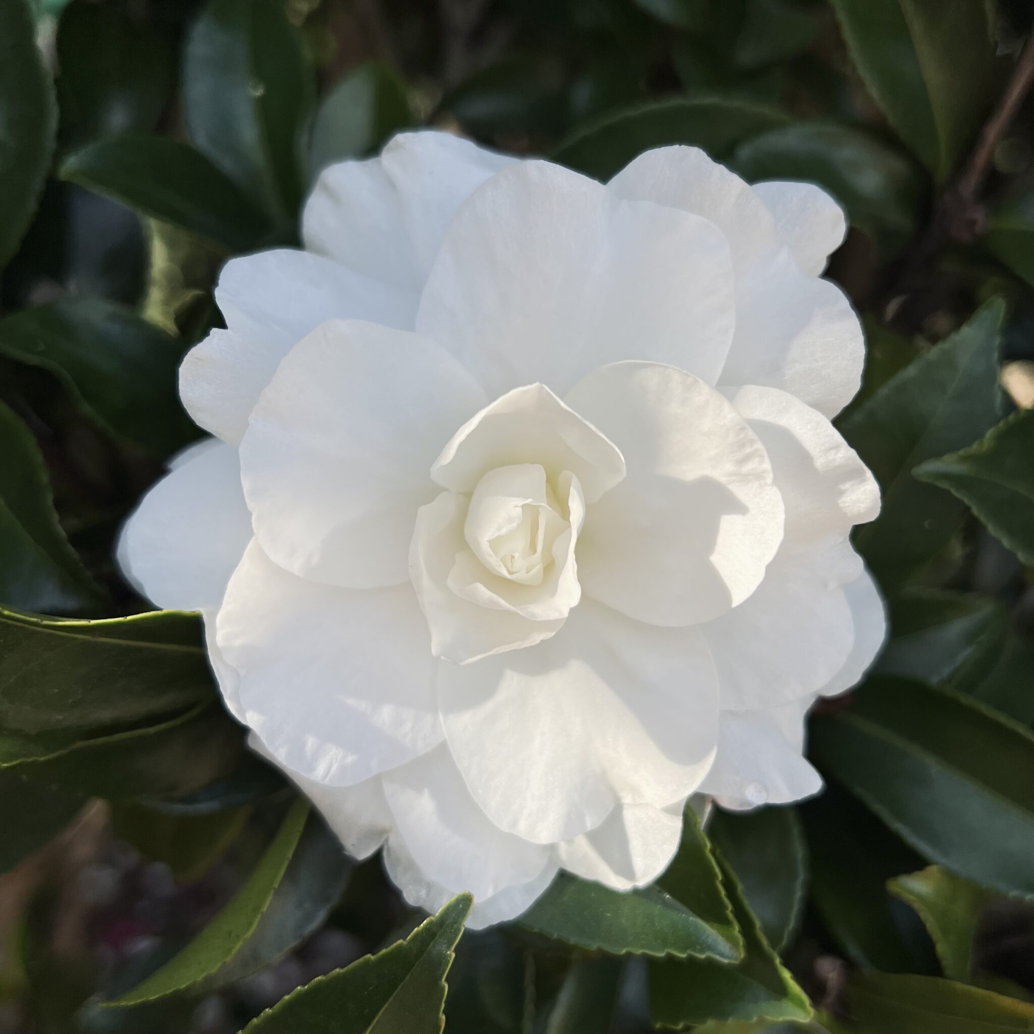 Autumn to Winter Flowering - Sasanquas Archives - Camellias R Us