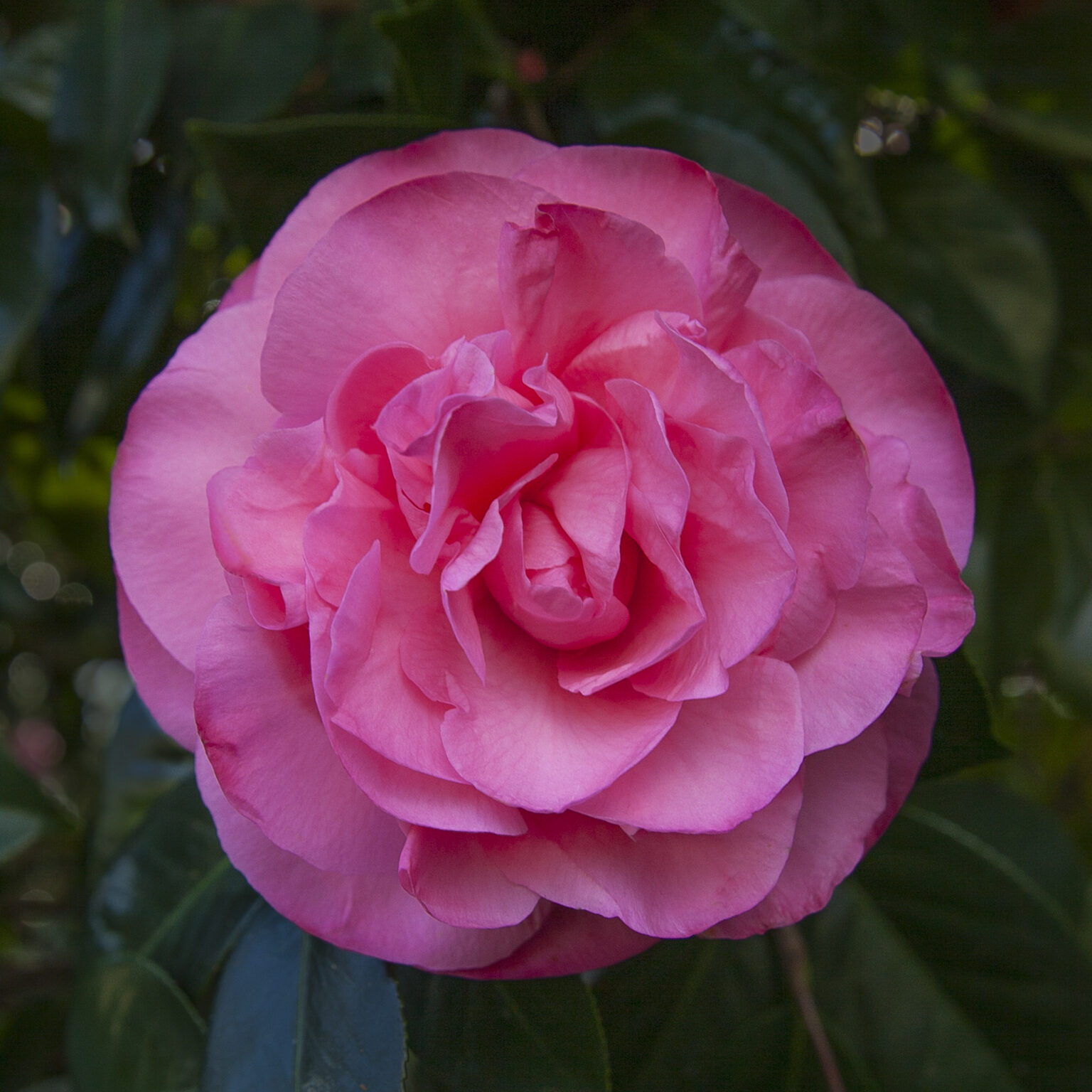 Camellias for sale - Camellias R Us