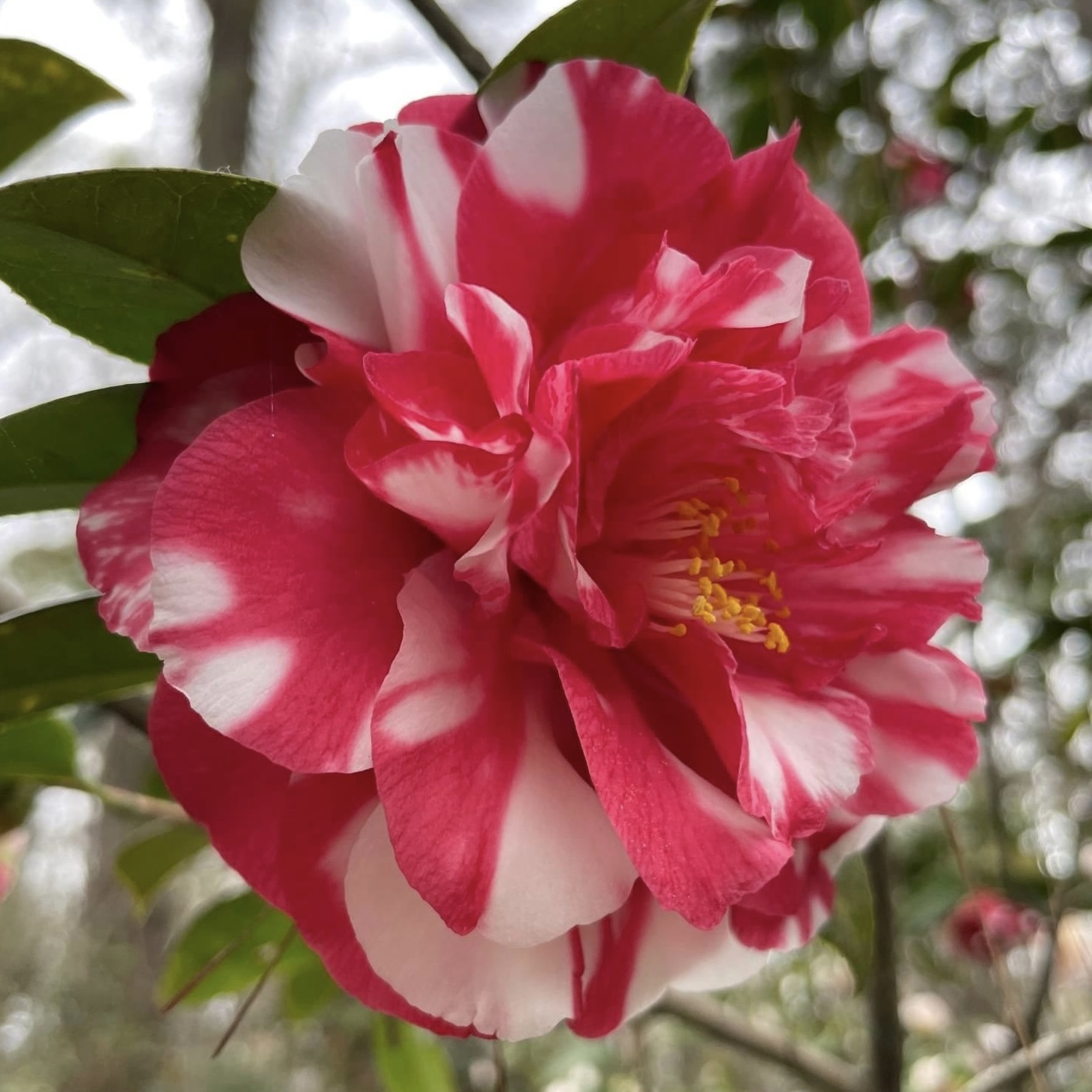 Camellias for sale - Camellias R Us