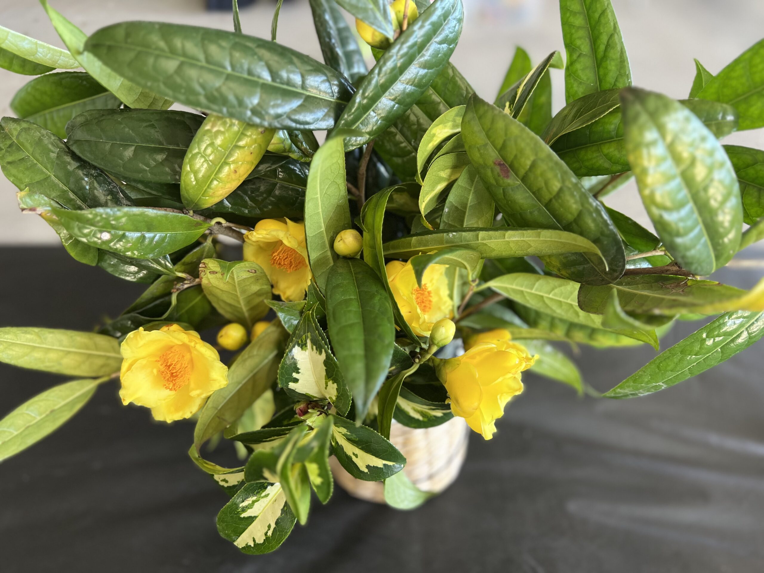 The Rare Camellia Showcase - Camellias R Us