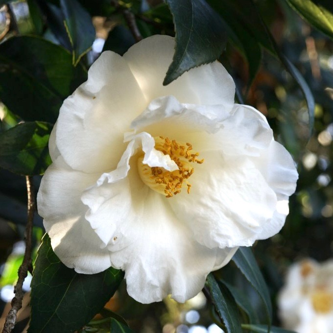 Camellias for sale - Camellias R Us